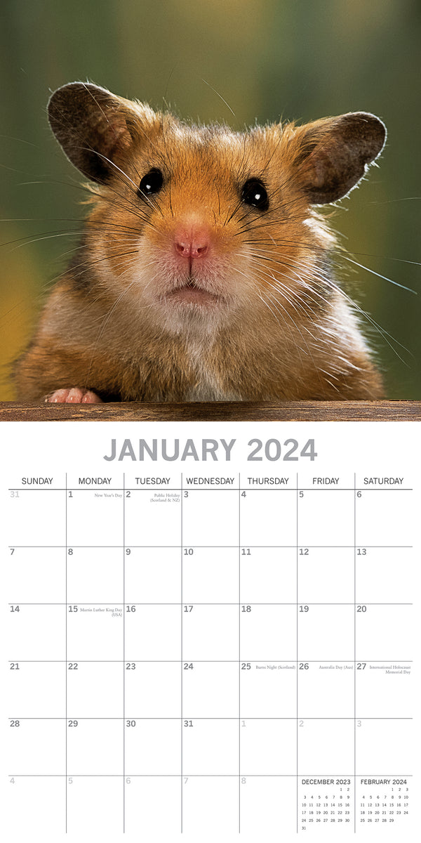Hamsters - 2024 Square Wall Calendar Cute Pets Animals 16 Months Premi