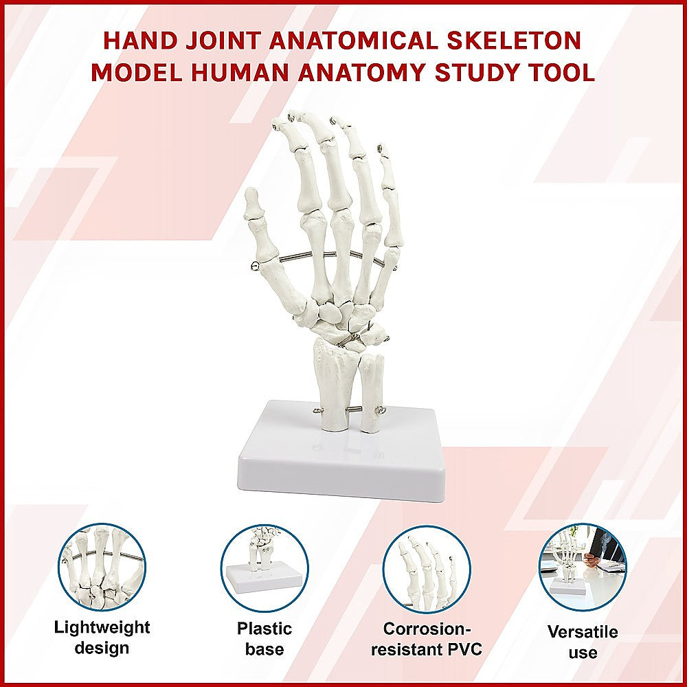 Hand Joint Anatomical Skeleton Model Human Anatomy Study Tool – Bedworld